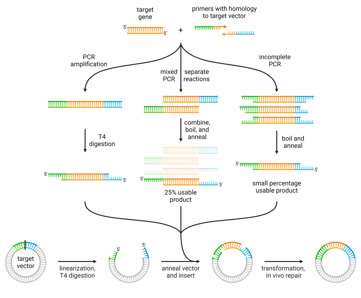 Plasmids 101: Sequence and Ligation Independent Cloning (SLIC)